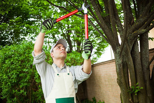 Seasonal Tree Care Checklist: Keeping Your Trees Healthy Year-Round - RIFSO